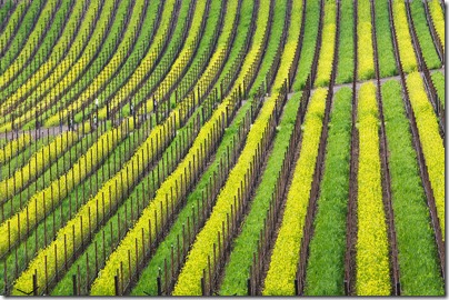 Spring in Napa Valley